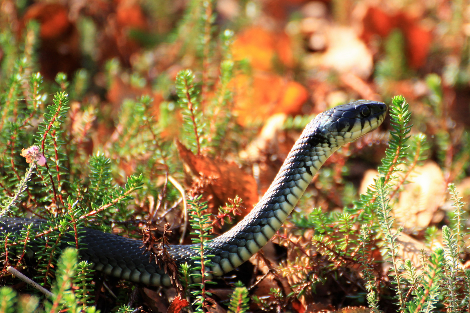 Ringelnatter im Moor Foto & Bild | tiere, wildlife, natur Bilder auf ...