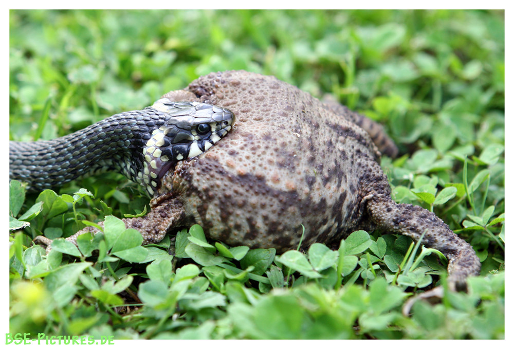 Ringelnatter mit Kröte Foto & Bild | tiere, wildlife, amphibien ...