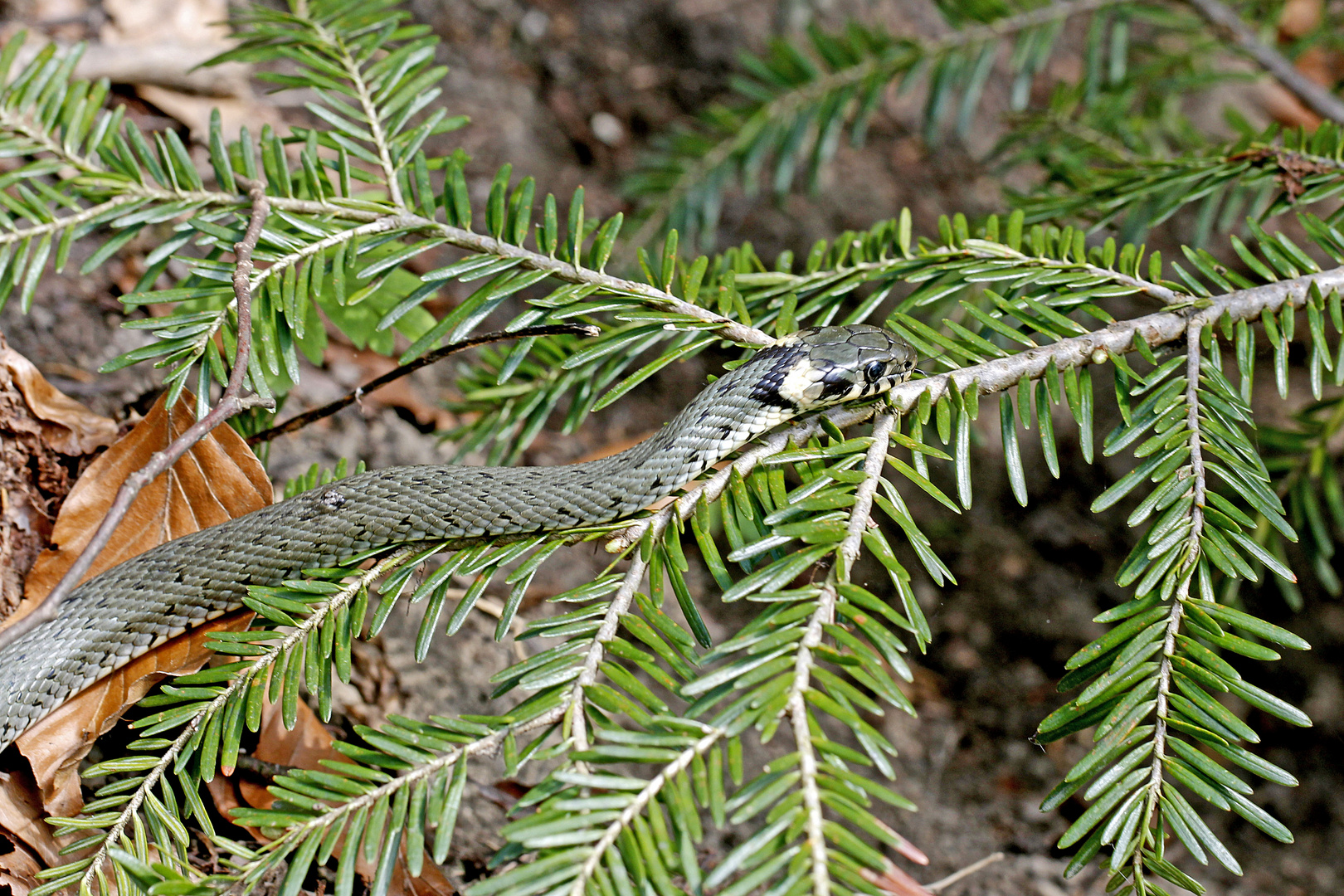 Ringelnatter (Natrix natrix) Foto & Bild | natrix natrix Bilder auf ...