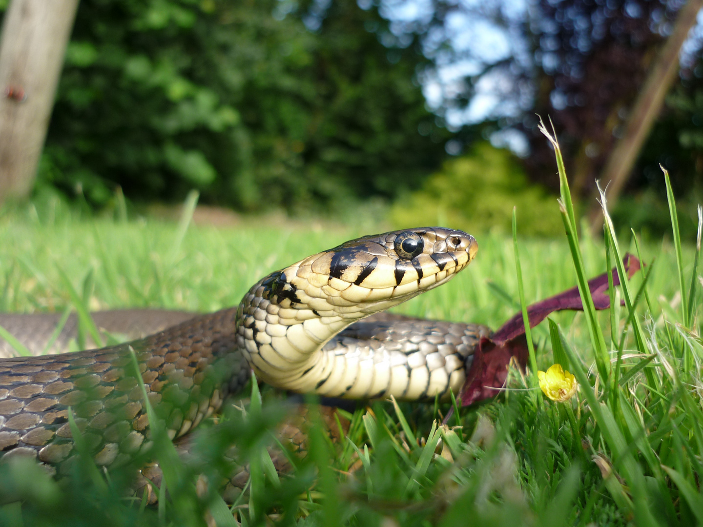 Ringelnatter (Natrix natrix) Foto & Bild | tiere, wildlife, amphibien ...