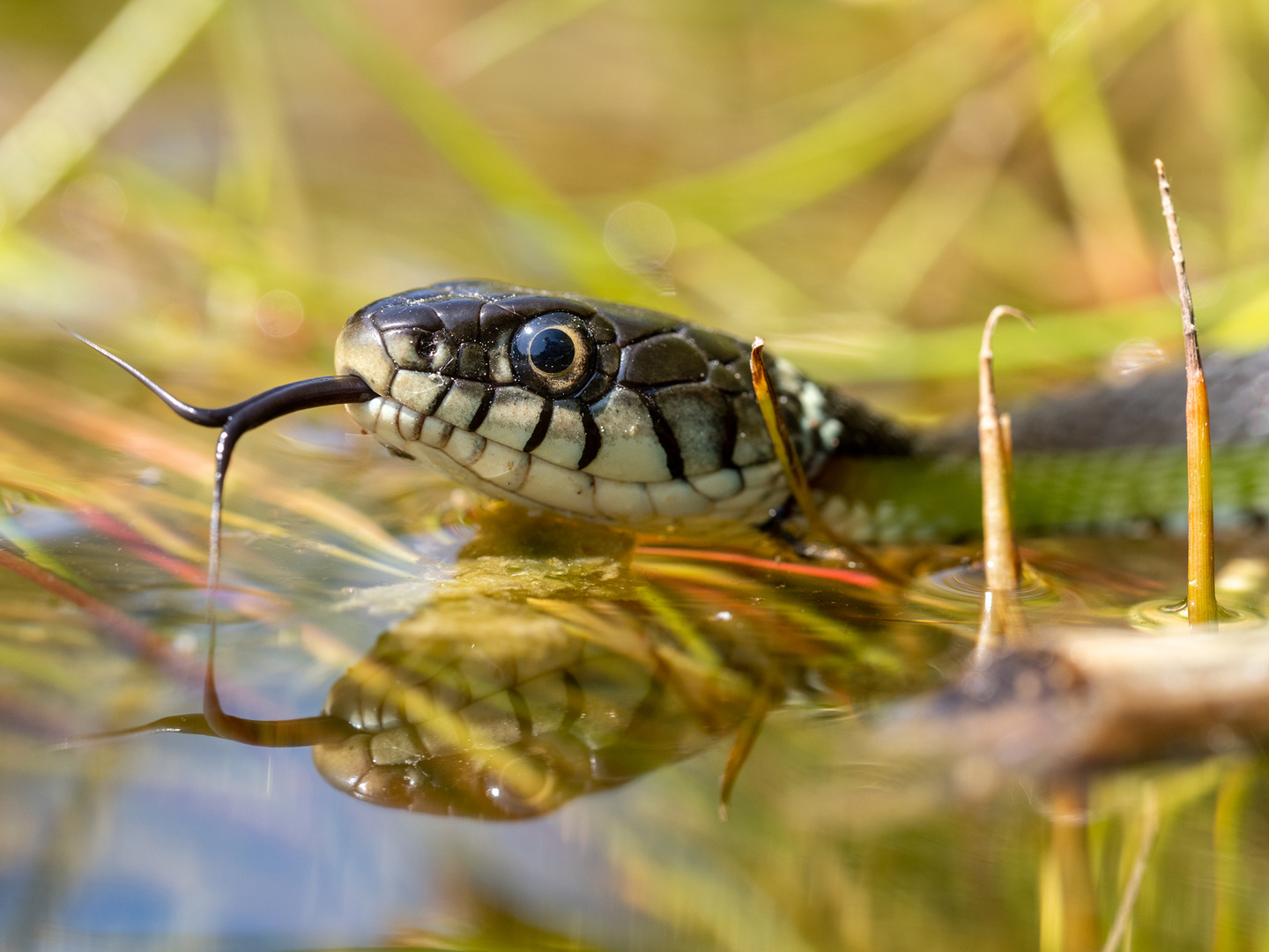 Ringelnatter (natrix natrix) Foto & Bild | tiere, wildlife, amphibien ...