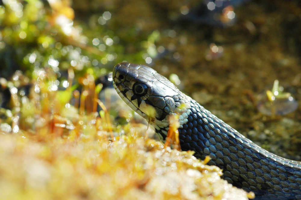 Ringelnatter (Natrix natrix) Foto & Bild | tiere, wildlife, amphibien ...