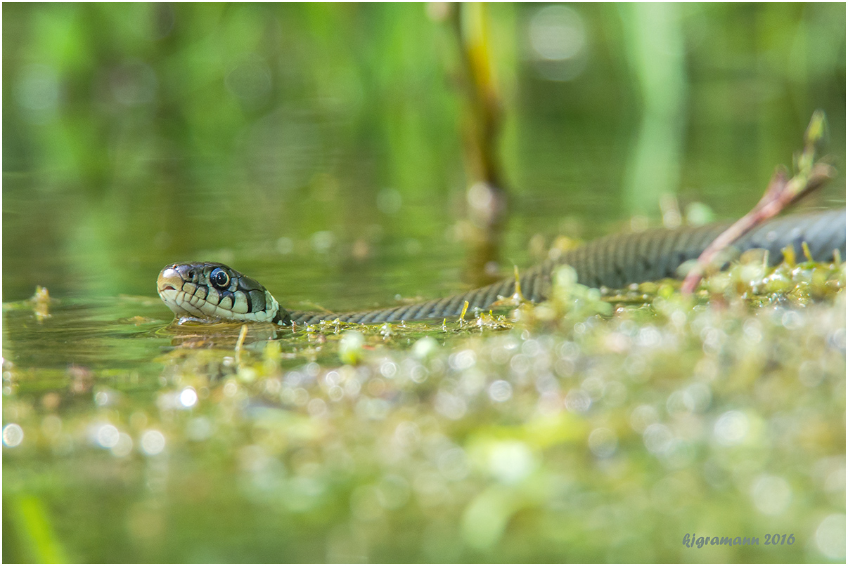 ringelnatter (natrix natrix)....... Foto & Bild | wasser, natur, tiere ...