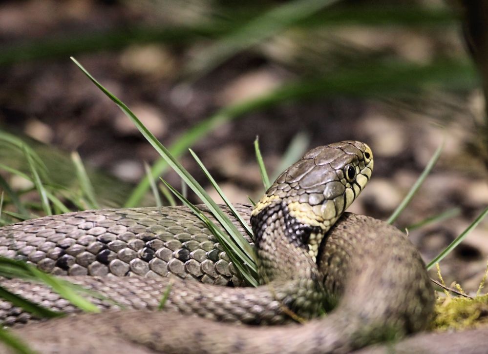 Ringelnatter (Natrix natrix) Foto & Bild | tierfotos, natur, schweiz ...