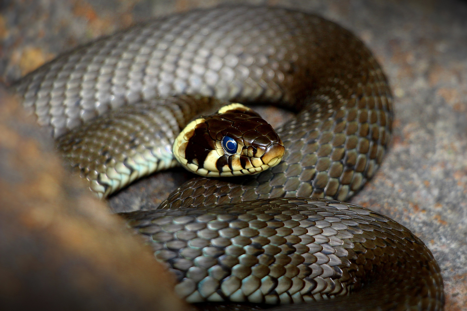 Ringelnatter (Natrix natrix) Foto & Bild | tiere, wildlife, amphibien ...