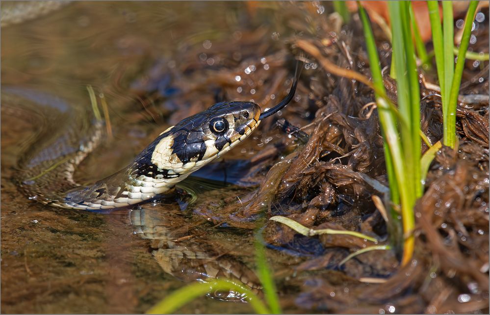 Ringelnatter - Natrix natrix Foto & Bild | tiere, wildlife, amphibien ...