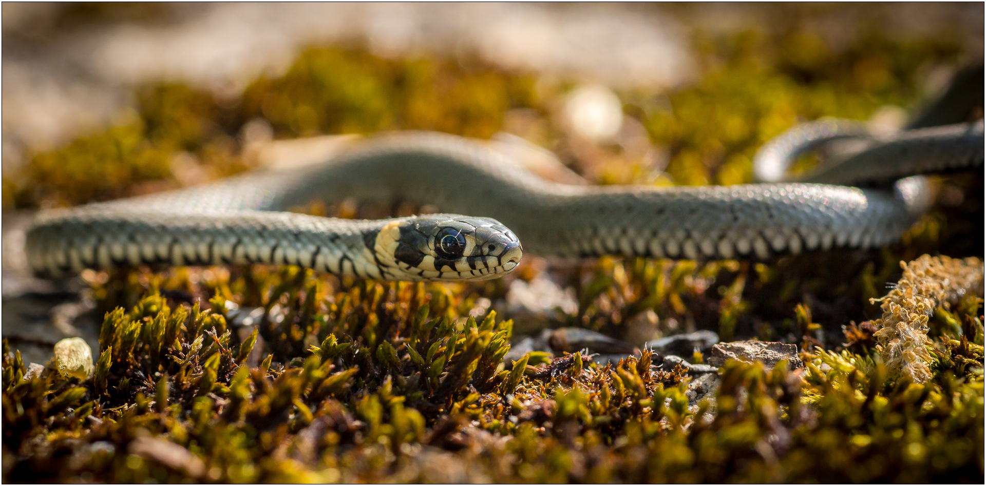 Ringelnatter (Natrix natrix) Foto & Bild | natur, tiere, wildlife ...