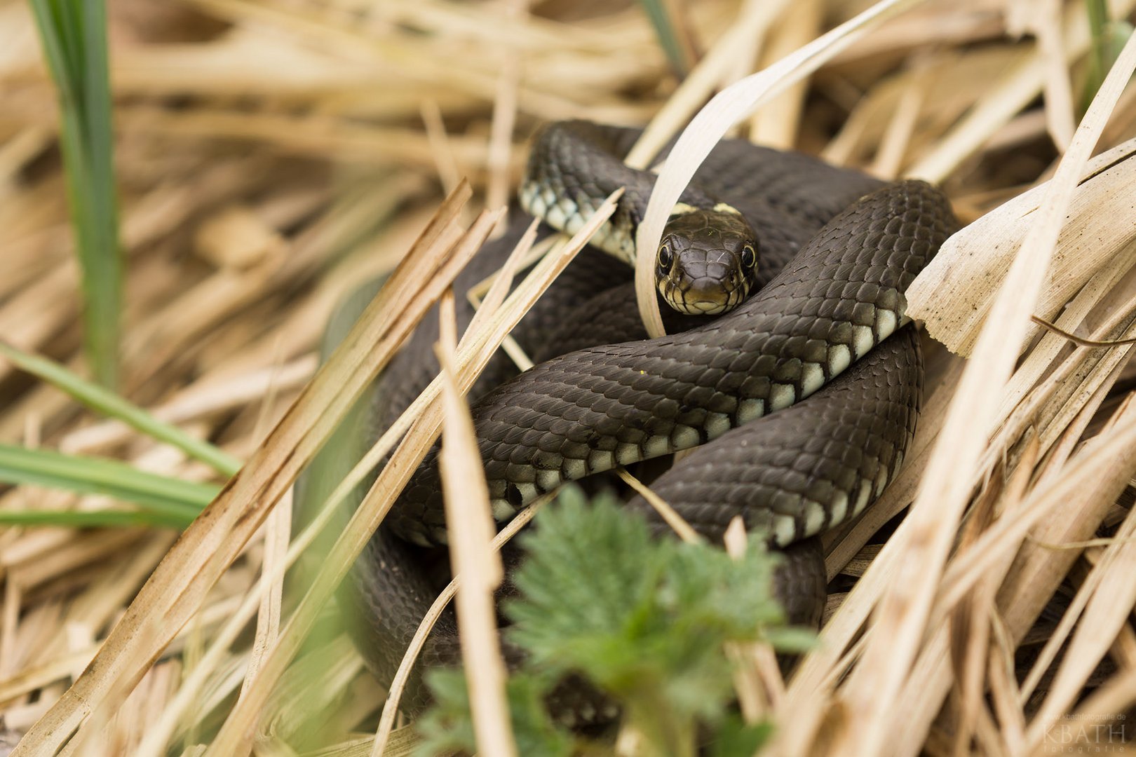 Ringelnatter | Natrix natrix Foto & Bild | tiere, wildlife, amphibien ...