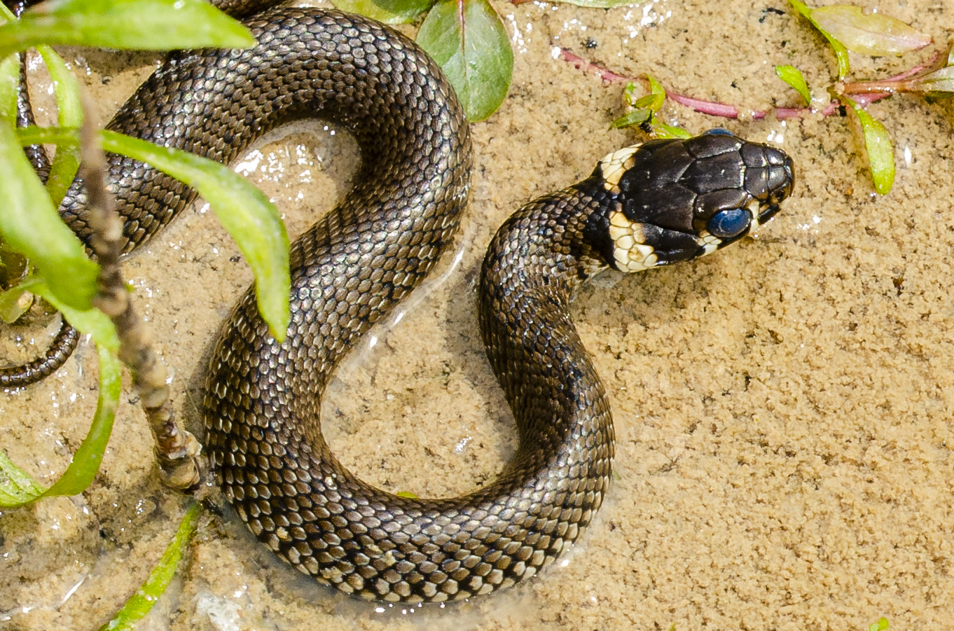 Ringelnatter (Natrix natrix) Foto & Bild | tiere, wildlife, amphibien ...