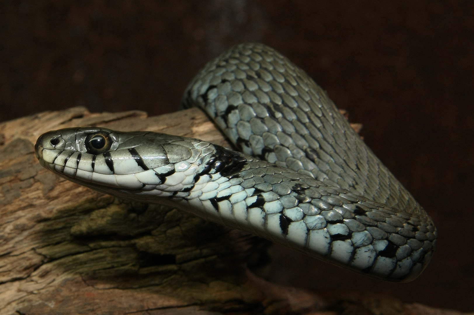 Ringelnatter - Natrix natrix Foto & Bild | tiere, wildlife, amphibien ...