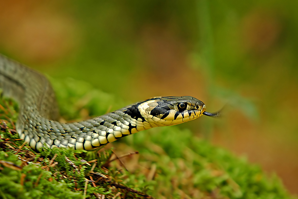 Ringelnatter (Natrix natrix) Foto & Bild | tiere, wildlife, amphibien ...