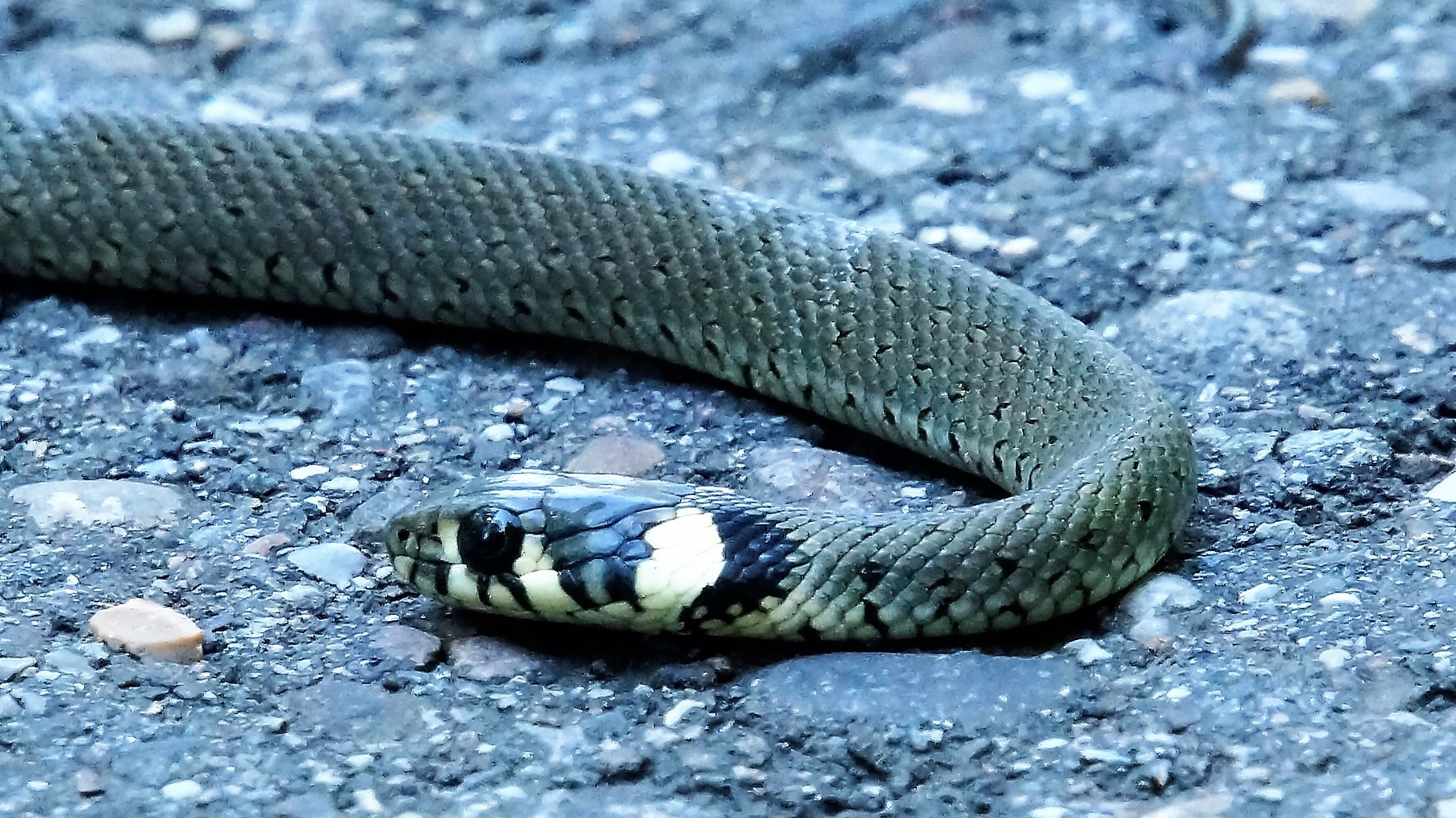 Ringelnatter (Natrix natrix), ganz klein Foto & Bild | tiere, wildlife ...