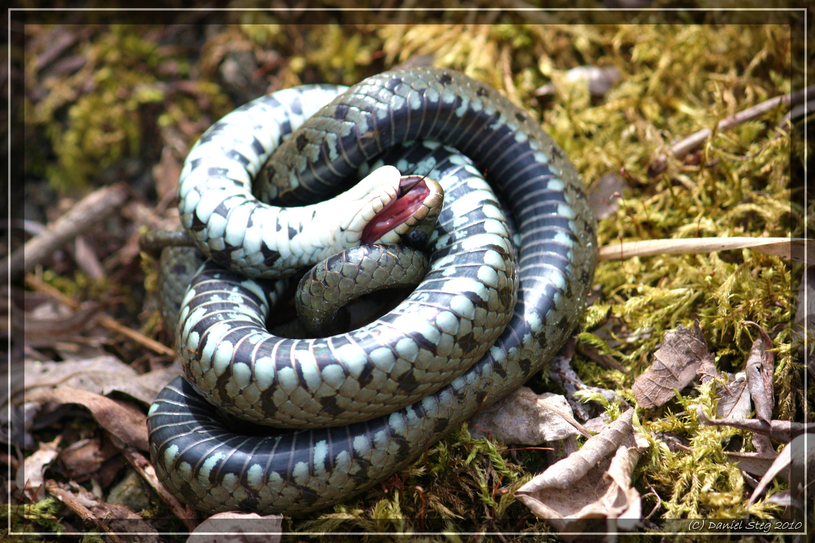 Ringelnatter ( Natrix natrix helvetica) Foto & Bild | tiere, wildlife ...