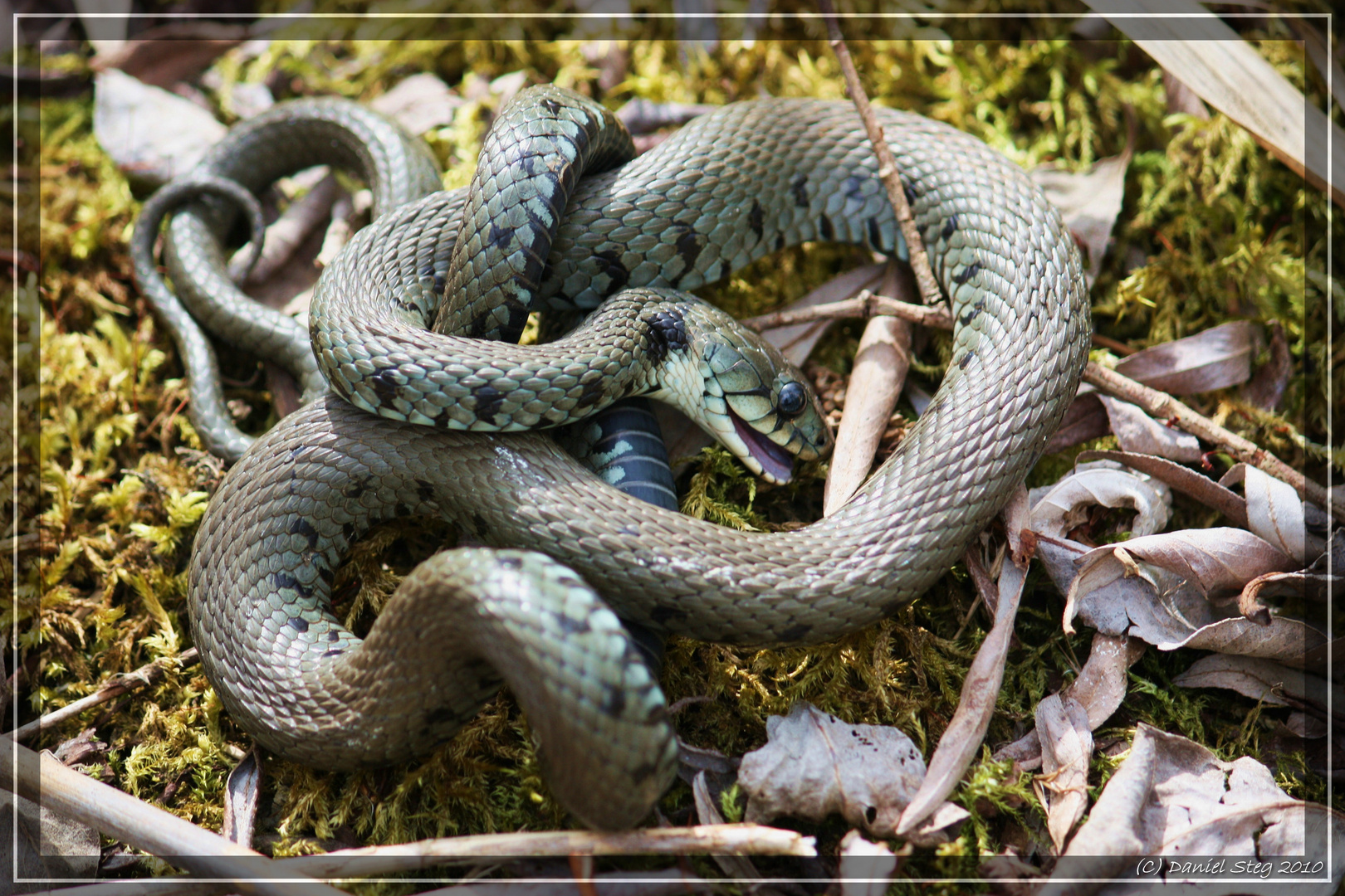 Ringelnatter (Natrix natrix helvetica) Foto & Bild | tiere, wildlife ...