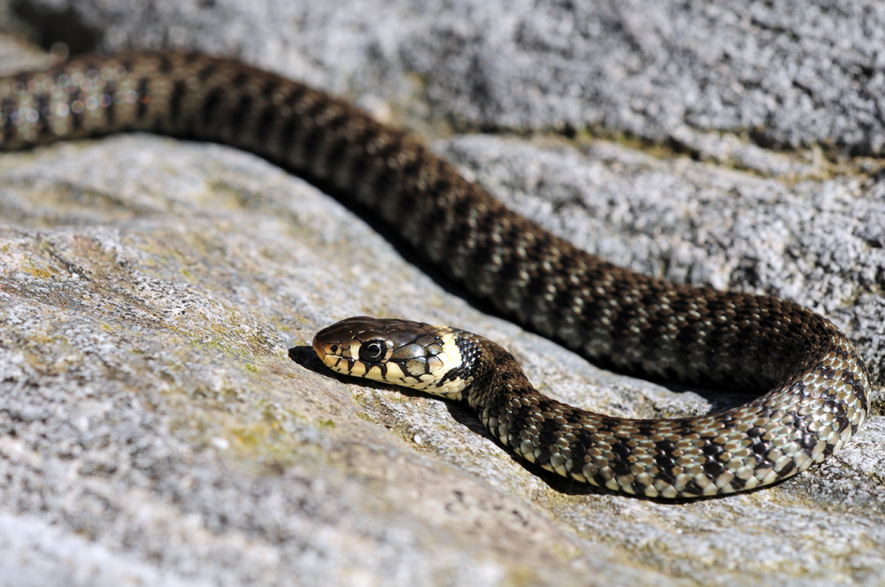 Ringelnatter (Natrix natrix helvetica) Foto & Bild | tiere, wildlife ...