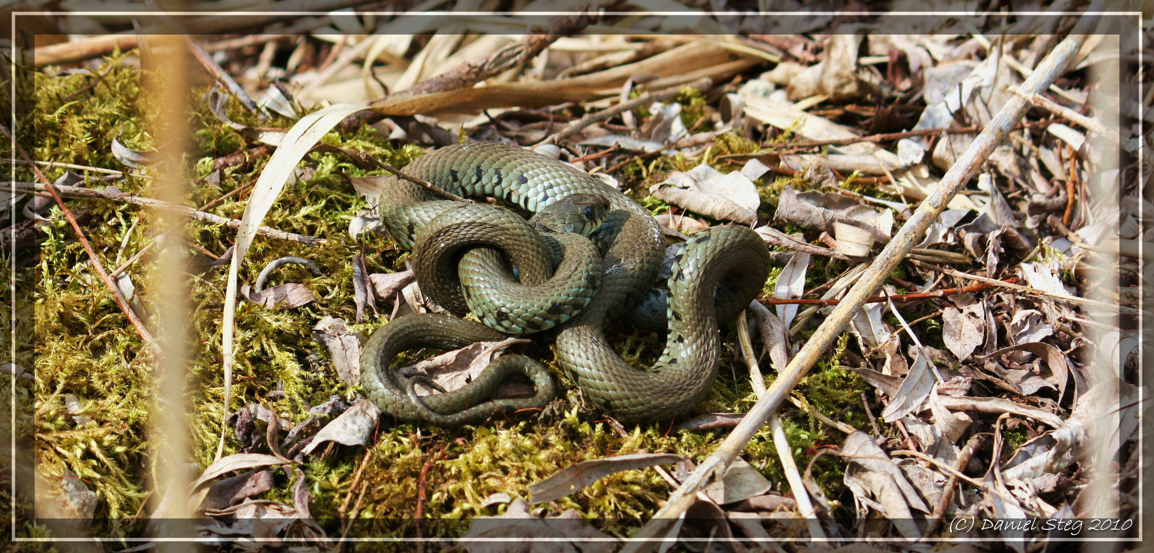 Ringelnatter ( Natrix natrix helvetica) Nord-Jura Foto & Bild | tiere ...
