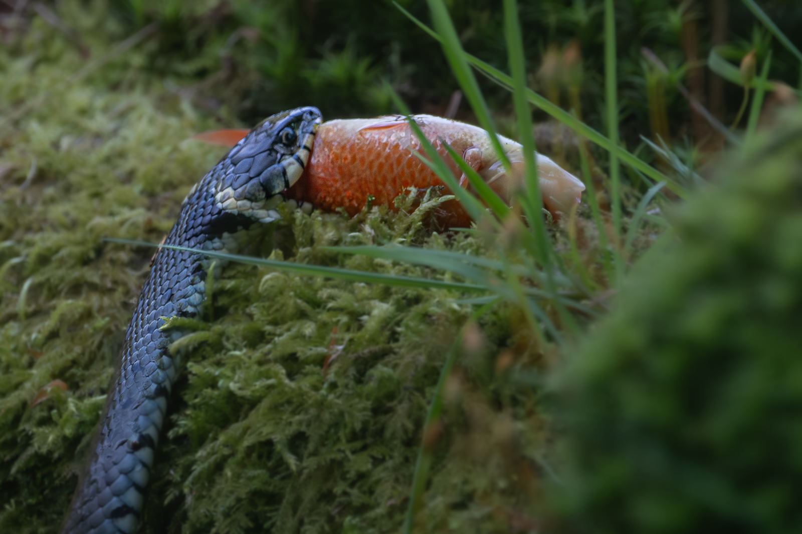 Ringelnatter (Natrix natrix) mit Beute Foto & Bild | tiere, wildlife ...