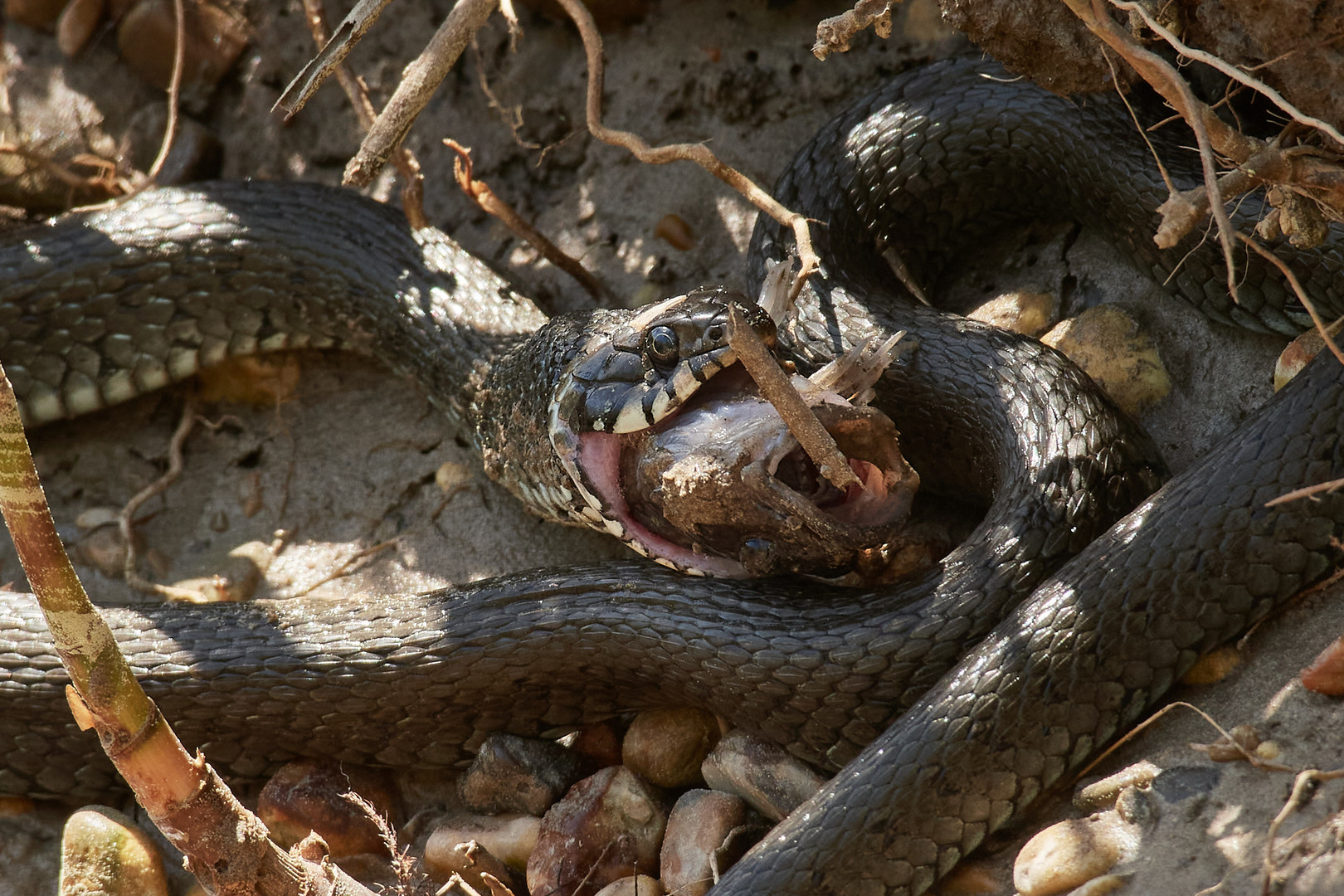 Ringelnatter verschlingt Fisch, Murnauer Moos / Bild 2/4 Foto & Bild ...