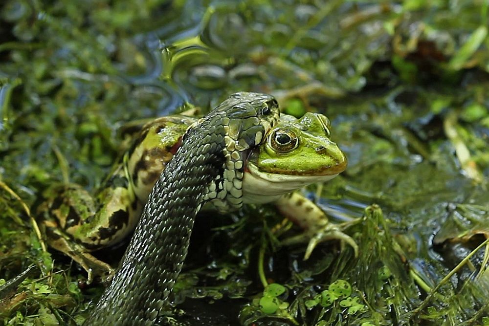 Ringelnatter vs Teichfrosch Foto & Bild | tiere, wildlife, amphibien ...