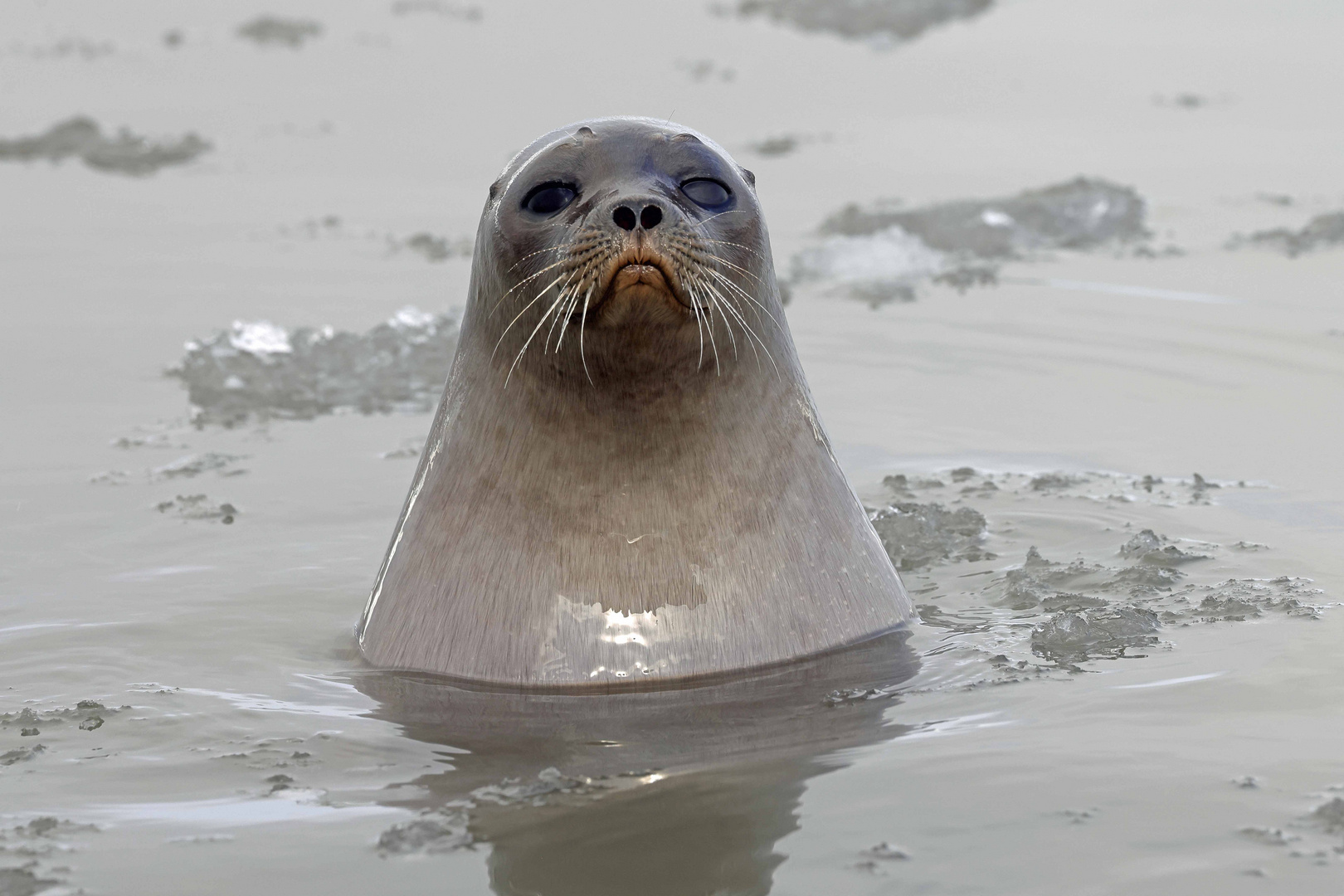Ringelrobbe (ringed seal) Foto & Bild | europe, scandinavia, norway ...