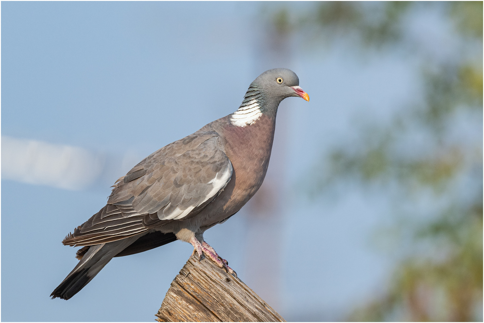 "Ringeltaube" Foto & Bild | tiere, wildlife, wild lebende vögel Bilder ...