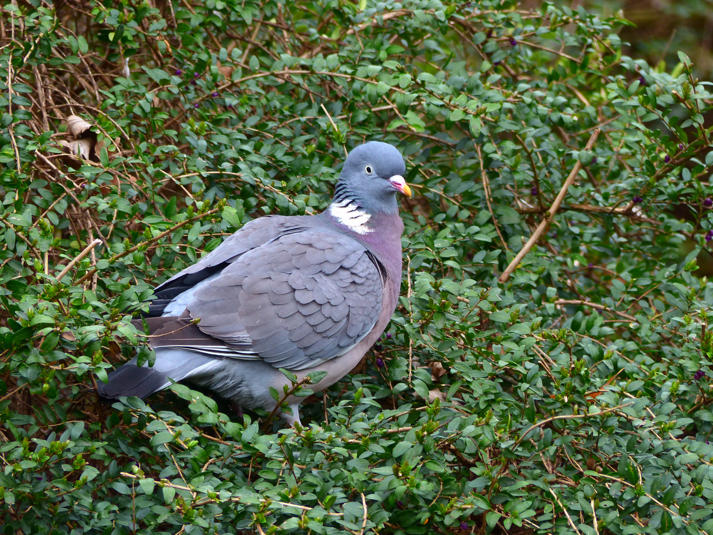 - Ringeltaube - Foto & Bild | tiere, wildlife, wild lebende vögel ...