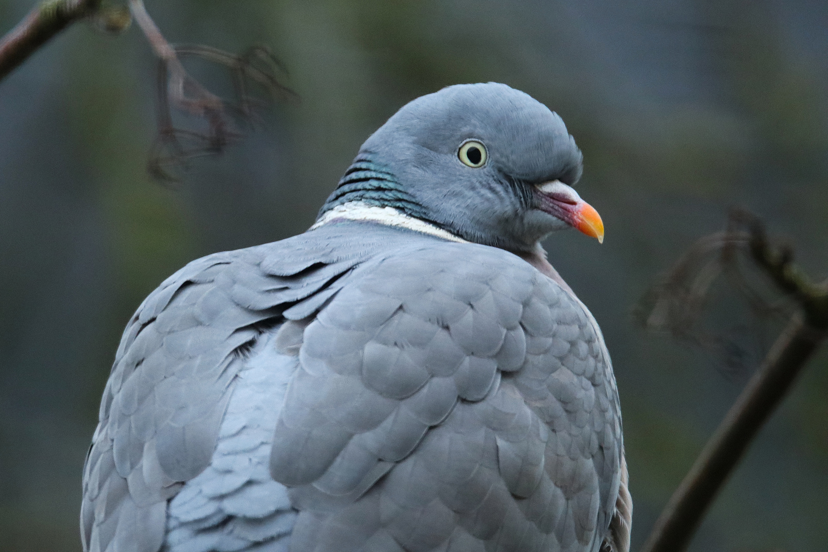 Ringeltaube 1 Foto & Bild | tiere, wildlife, wildlife luder ...