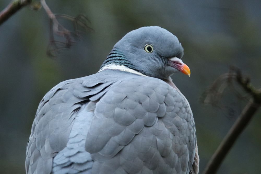 Ringeltaube 1 Foto & Bild | tiere, wildlife, wildlife luder ...