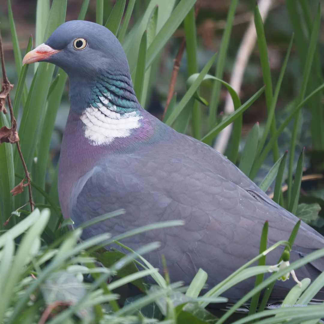 Ringeltaube Foto & Bild | tiere, wildlife, wild lebende vögel Bilder ...