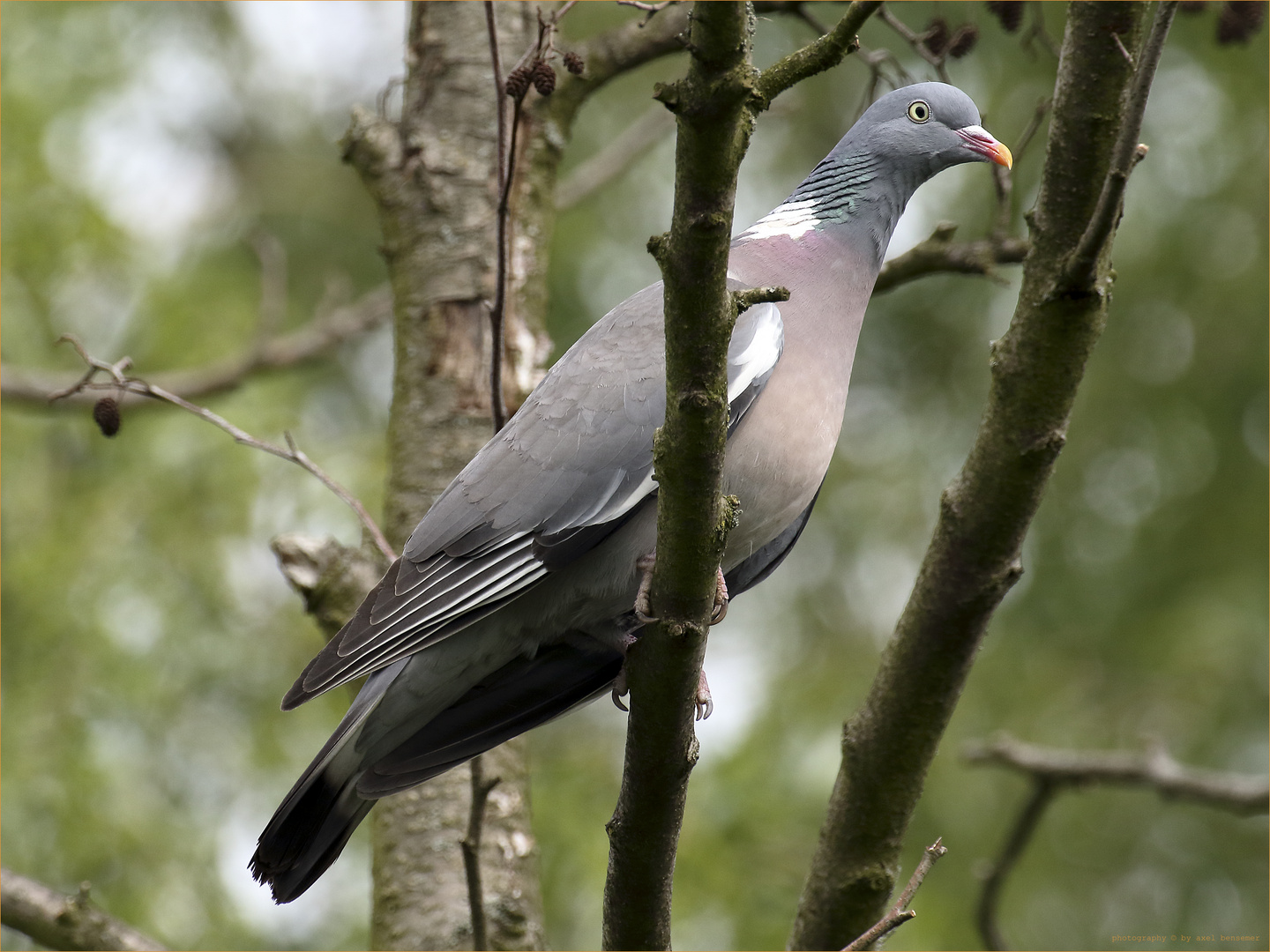 Ringeltaube Foto & Bild | tiere, wildlife, wild lebende vögel Bilder ...