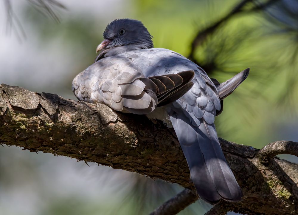 Ringeltaube Foto & Bild | tiere, wildlife, wild lebende vögel Bilder ...