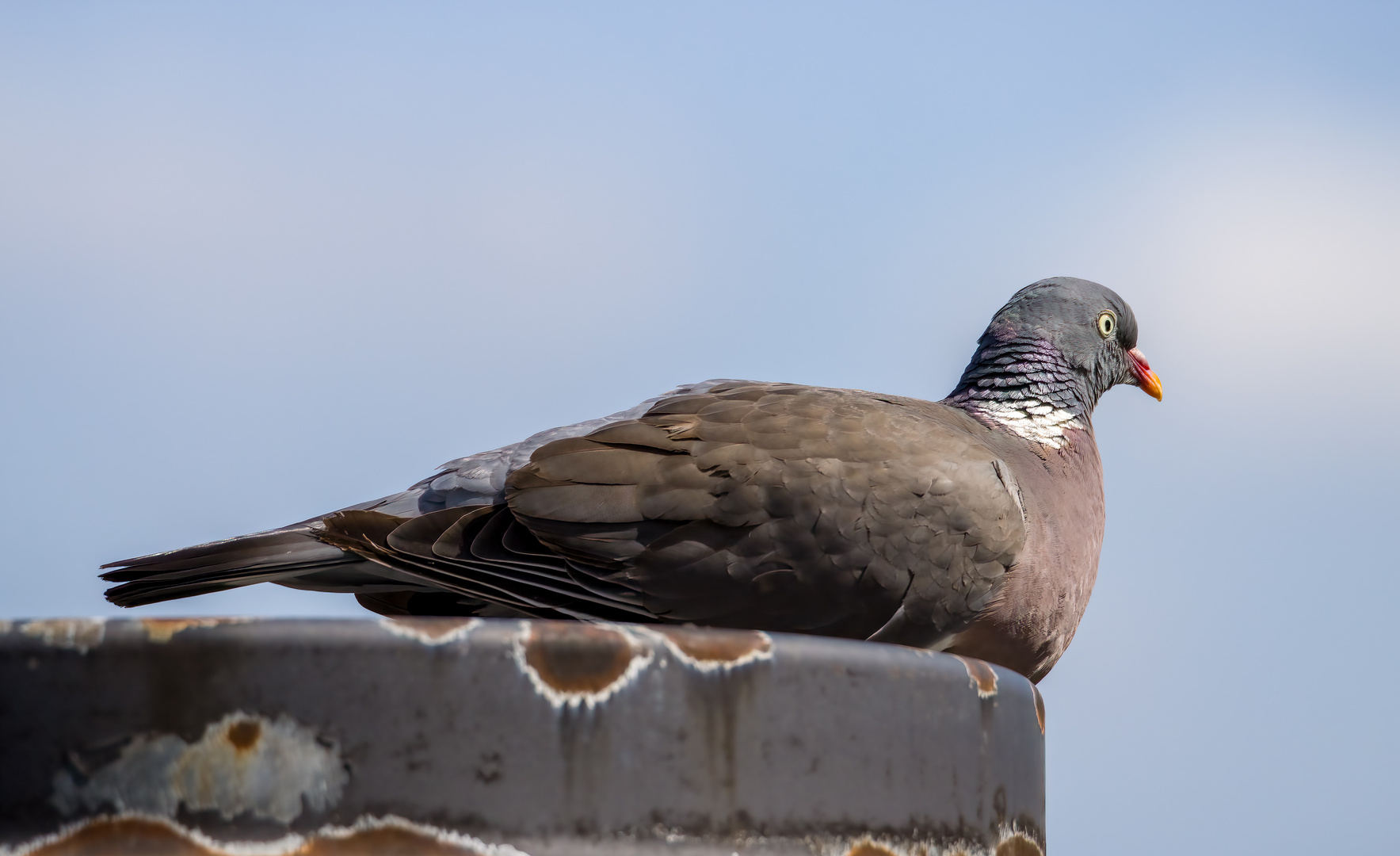 Ringeltaube Foto & Bild | tiere, wildlife, wild lebende vögel Bilder ...