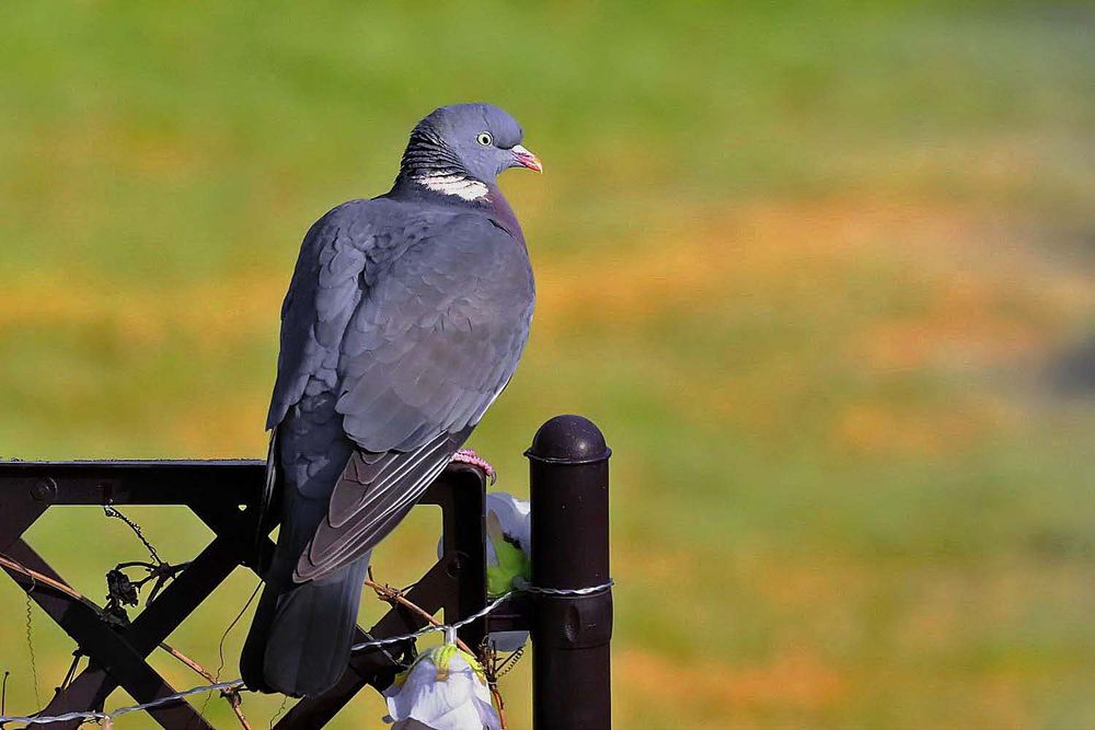 Ringeltaube Foto & Bild | fotos, natur, taube Bilder auf fotocommunity