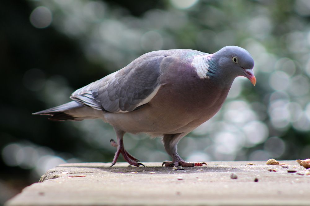 Ringeltaube Foto & Bild | natur, taube, vogel Bilder auf fotocommunity