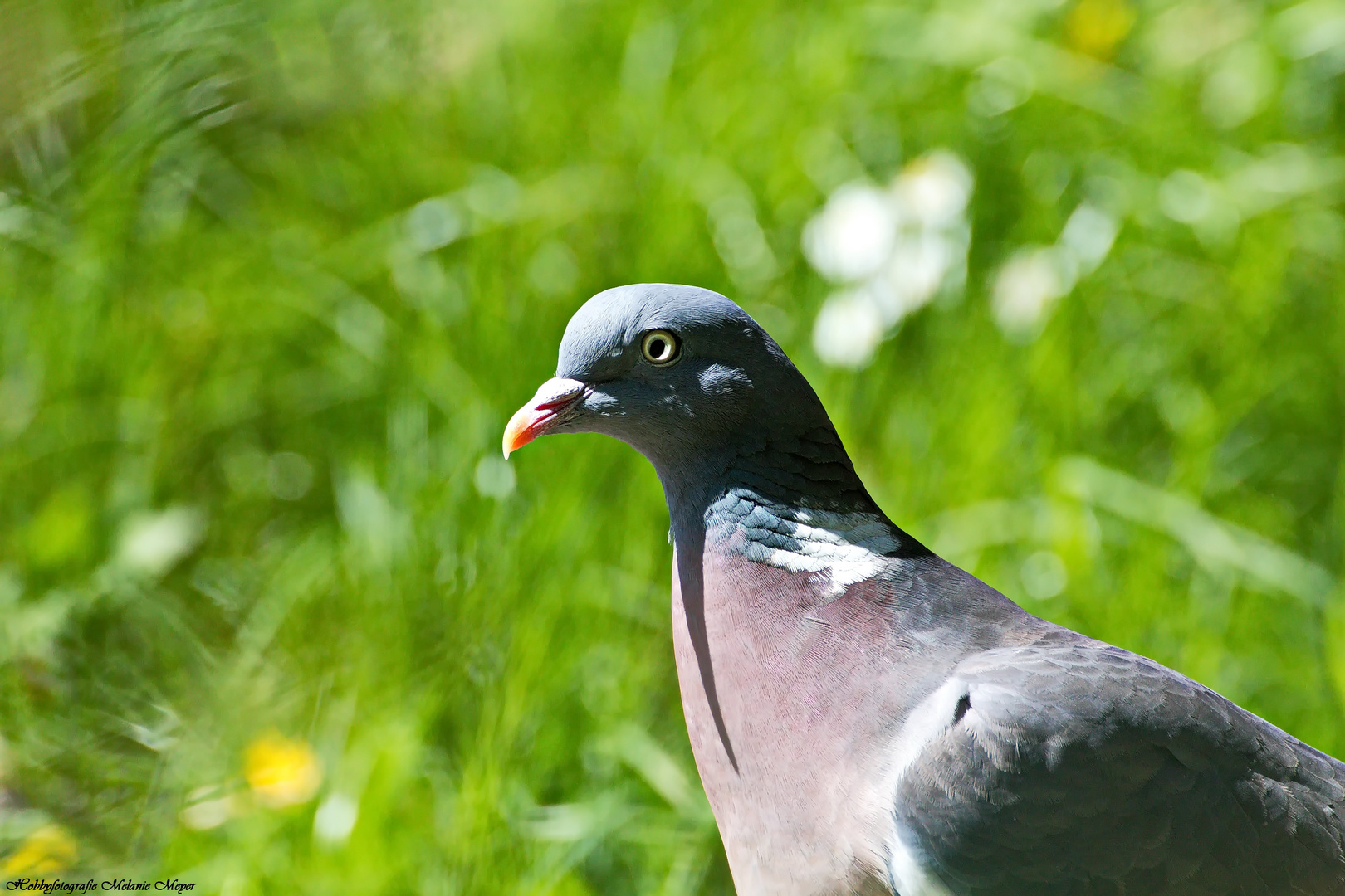 Ringeltaube Foto & Bild | tiere, wildlife, wild lebende vögel Bilder ...