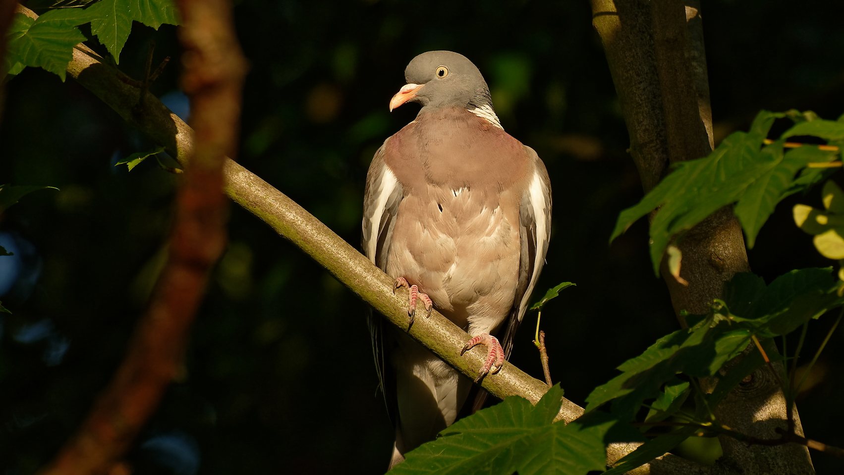 Ringeltaube Foto & Bild | reportage dokumentation, tiere, wildlife ...