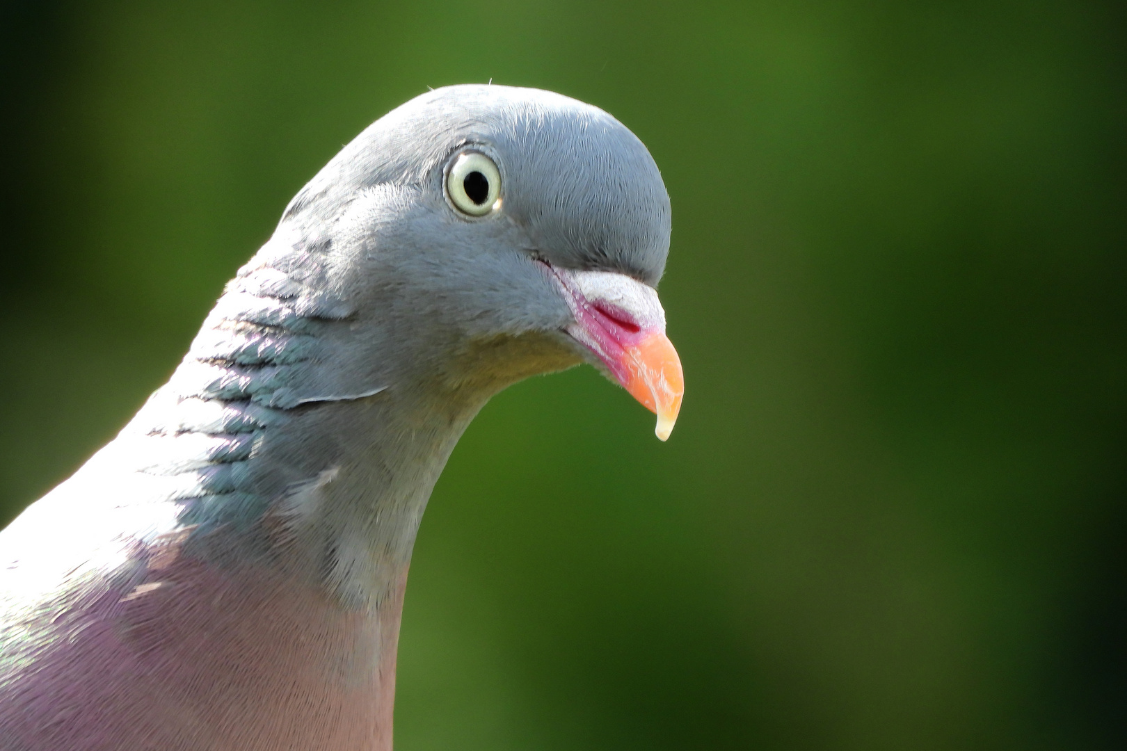 Ringeltaube (40) 01 Foto & Bild | tiere, wildlife, wild lebende vögel ...
