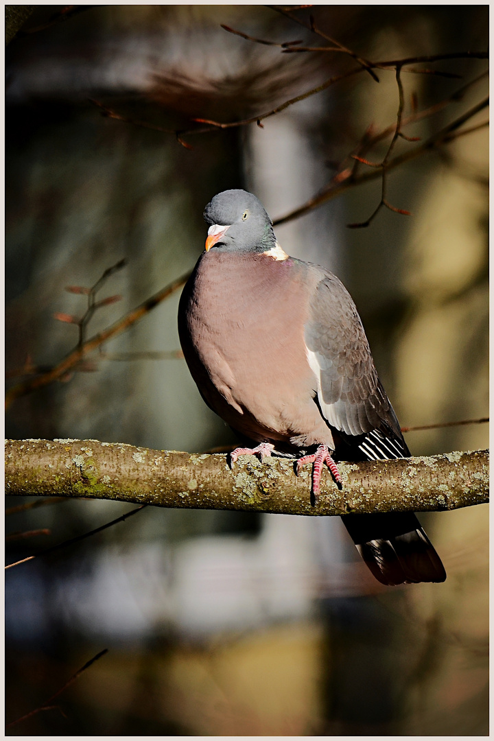 Ringeltaube Foto & Bild | tiere, wildlife, wild lebende vögel Bilder ...