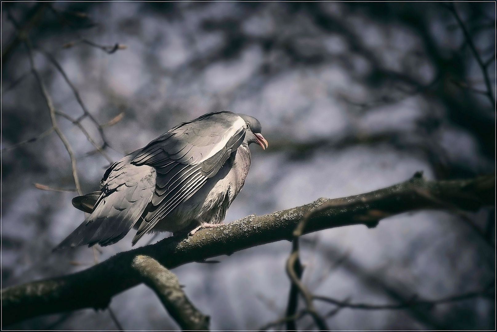 Ringeltaube Foto & Bild | tiere, wildlife, wild lebende vögel Bilder ...