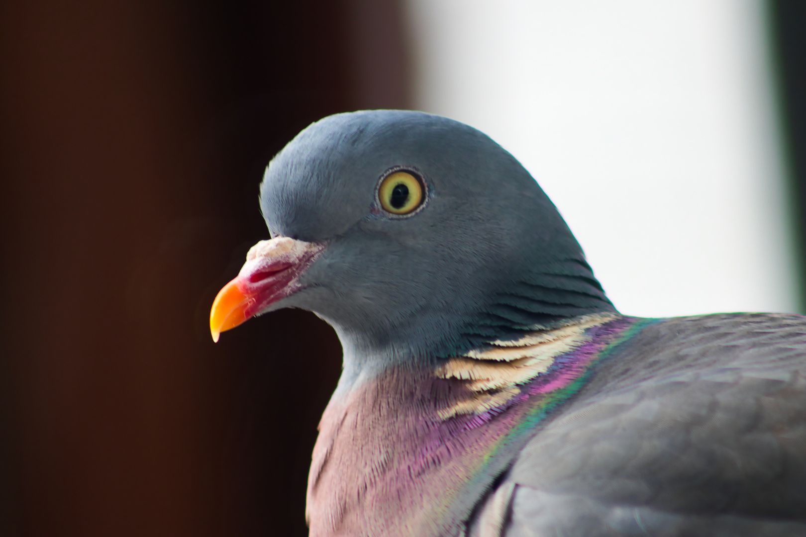 Ringeltaube Foto & Bild | natur, tiere, manjika's photography Bilder ...