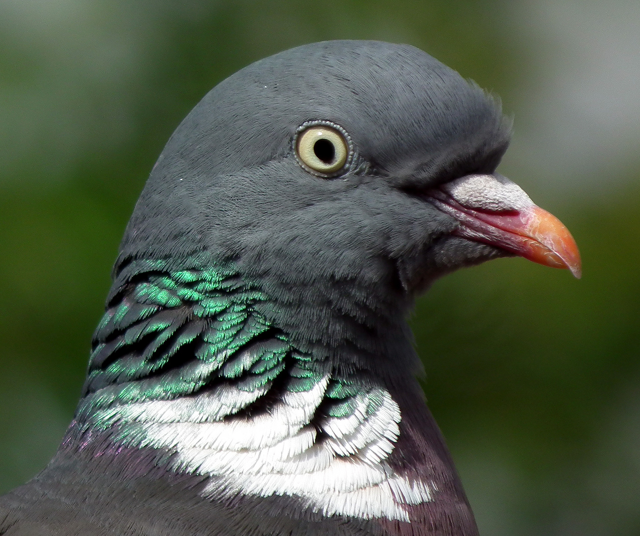 Ringeltaube Foto & Bild | tiere, wildlife, wild lebende vögel Bilder ...