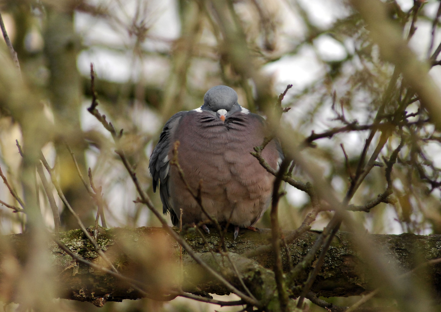 Ringeltaube Foto & Bild | tiere, wildlife, wild lebende vögel Bilder ...