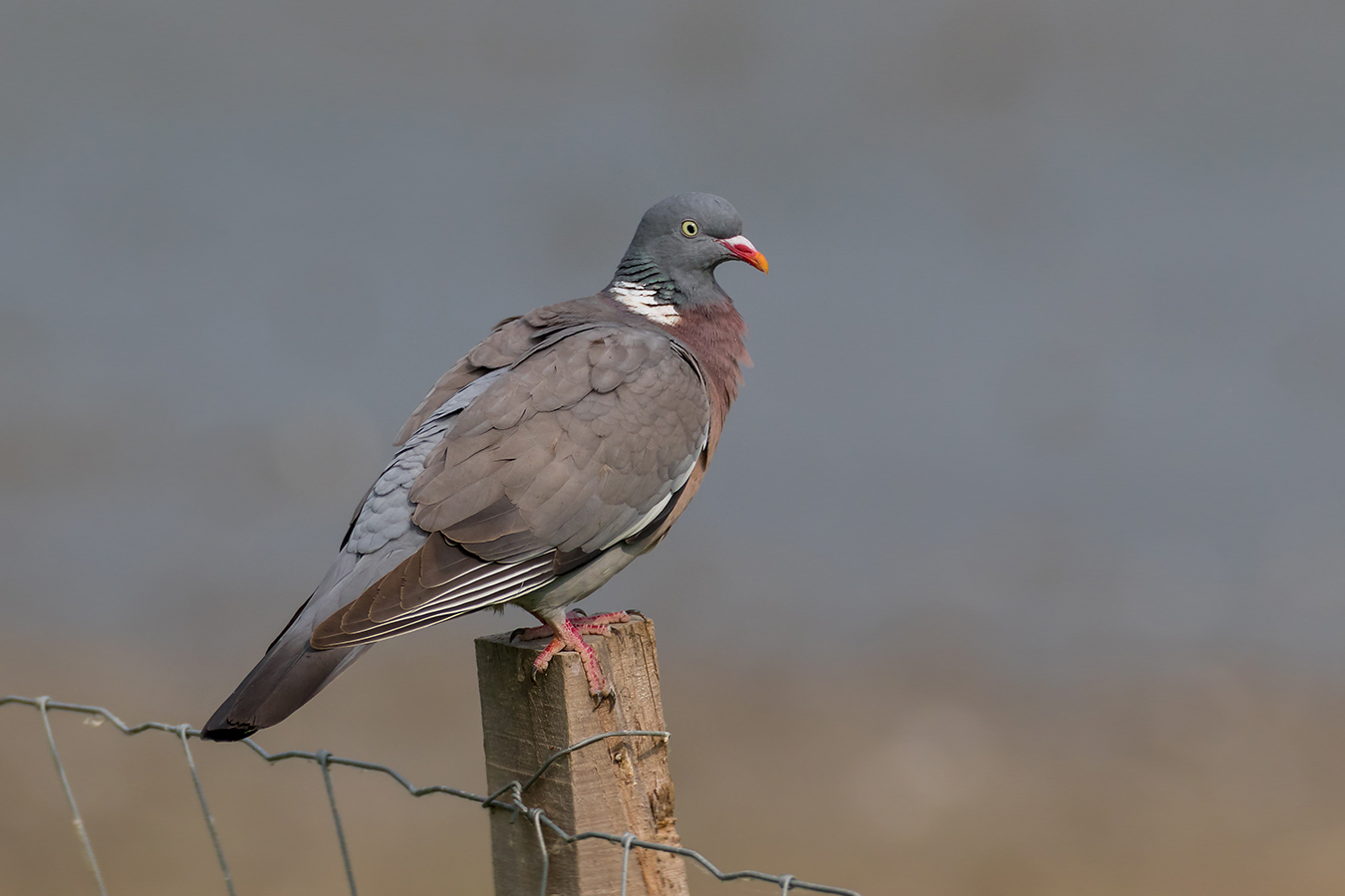 Ringeltaube`` Foto & Bild | europe, Österreich, tiere Bilder auf ...