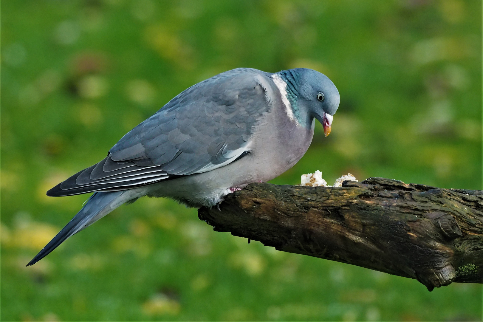 Ringeltaube Foto & Bild | tiere, wildlife, wild lebende vögel Bilder ...