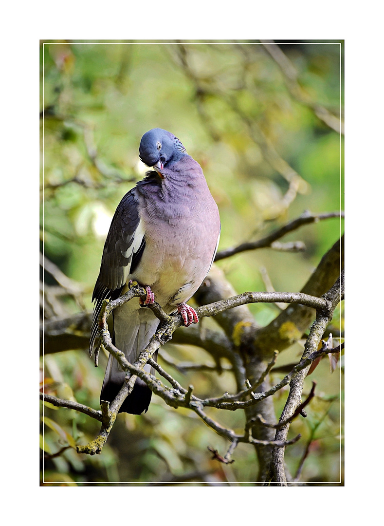 Ringeltaube Foto & Bild | tiere, wildlife, wild lebende vögel Bilder auf fotocommunity