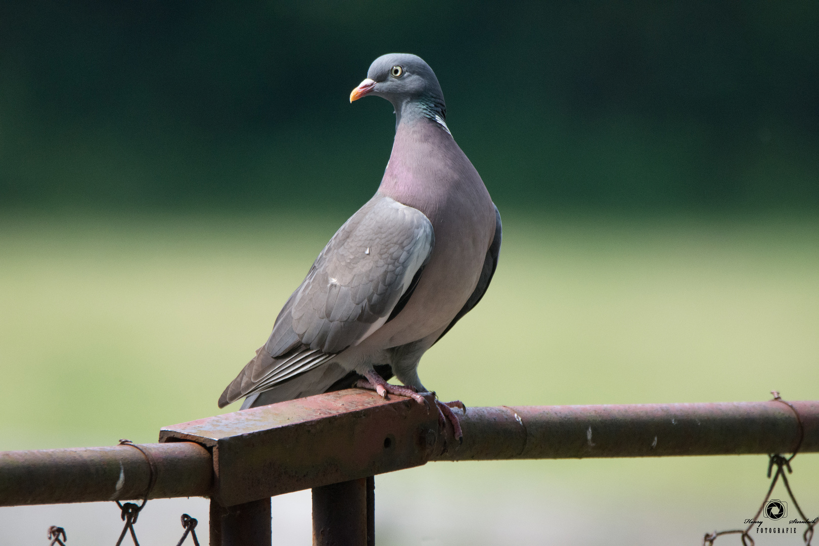 Ringeltaube Foto & Bild | tiere, wildlife, wild lebende vögel Bilder ...