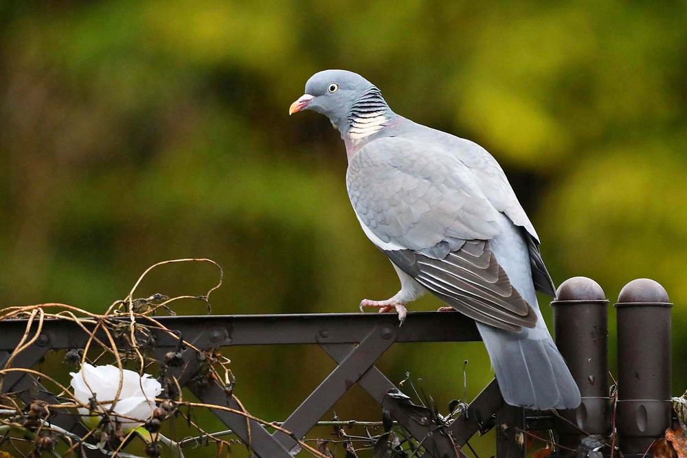 Ringeltaube Foto & Bild | vögel, fotos, winter Bilder auf fotocommunity