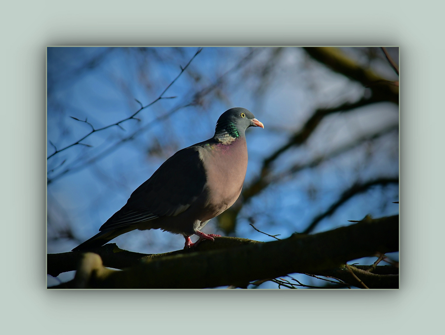 Ringeltaube Foto & Bild | tiere, wildlife, wild lebende vögel Bilder ...