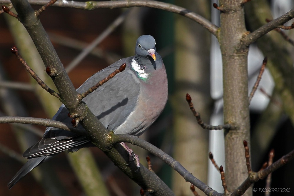 "Ringeltaube"... Foto & Bild | tiere, wildlife, wild lebende vögel ...