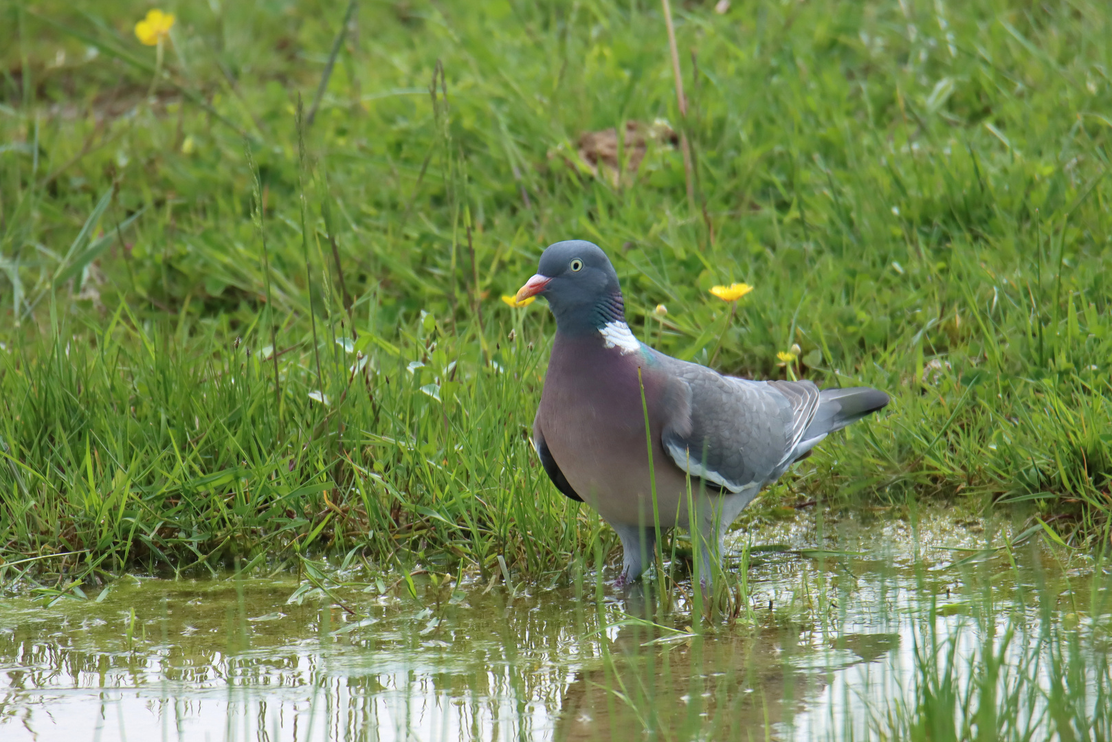 Ringeltaube Foto & Bild | tiere, wildlife, wild lebende vögel Bilder ...